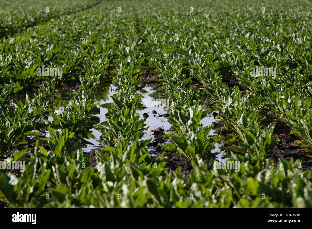 sugar beet field with young plants and a large water puddle after rain ...