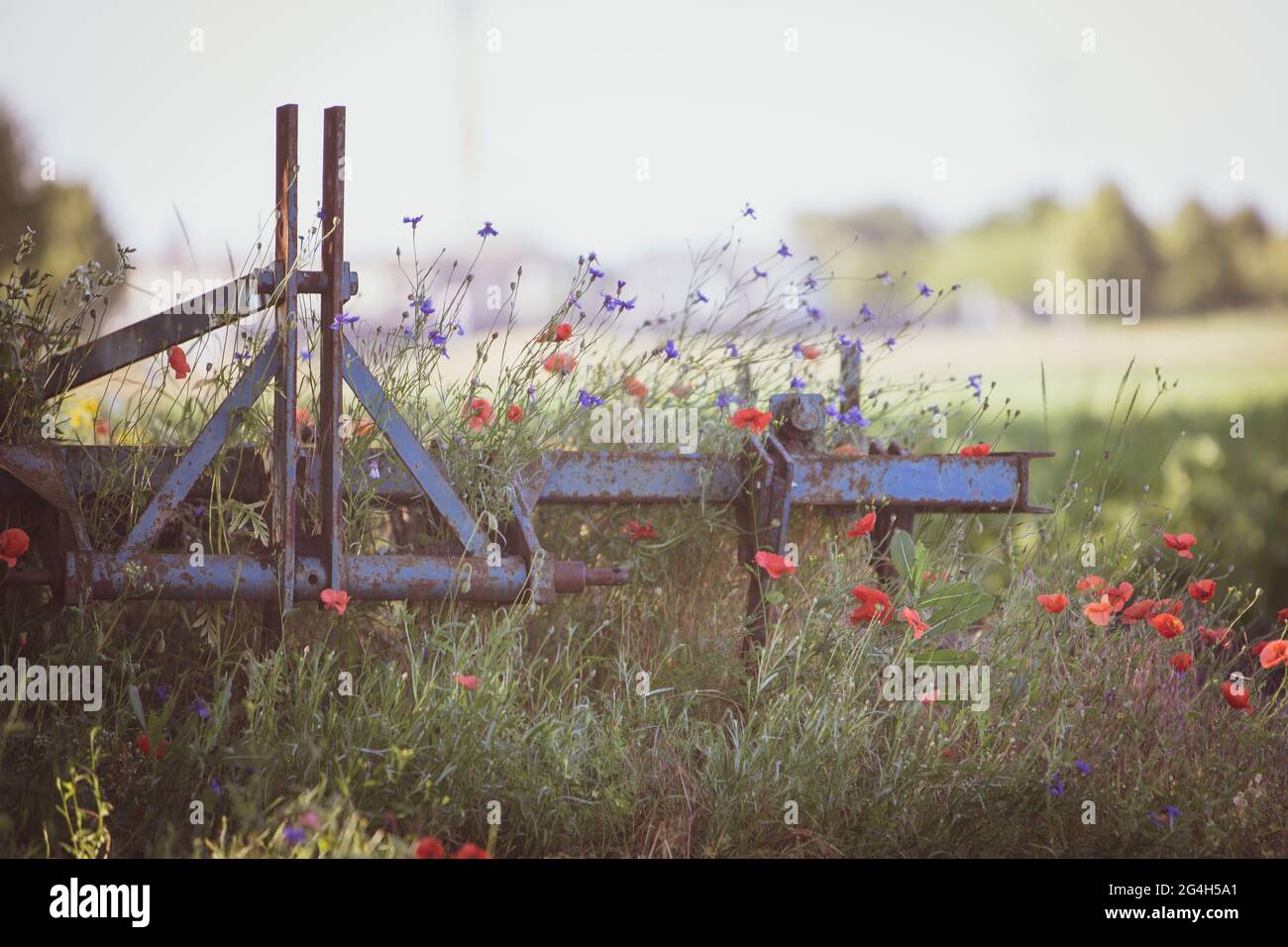 Floral motive hi-res stock photography and images - Alamy