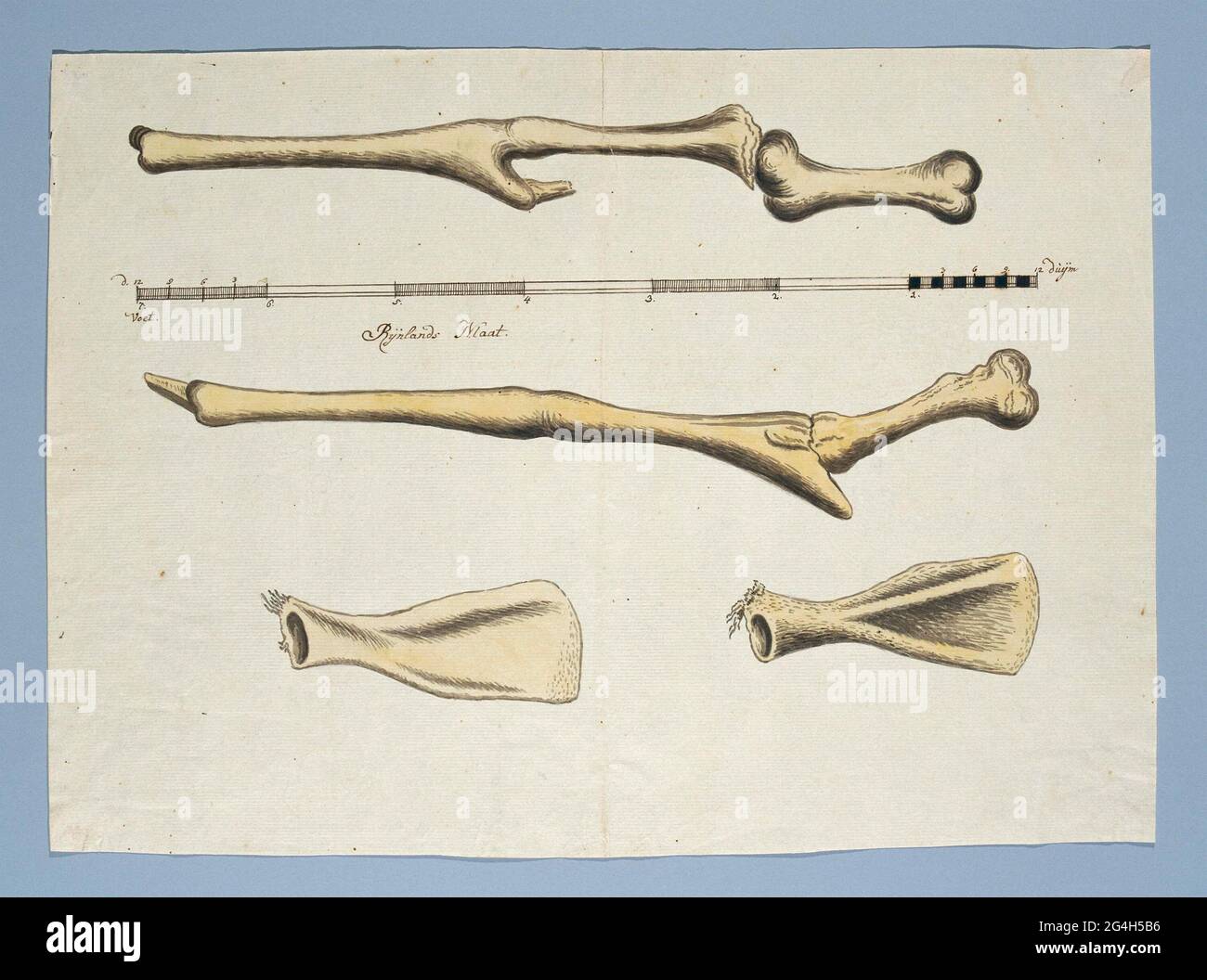 . Skeleton Parts of a Giraffe: The Front and Hind Legs, with Scale in ...
