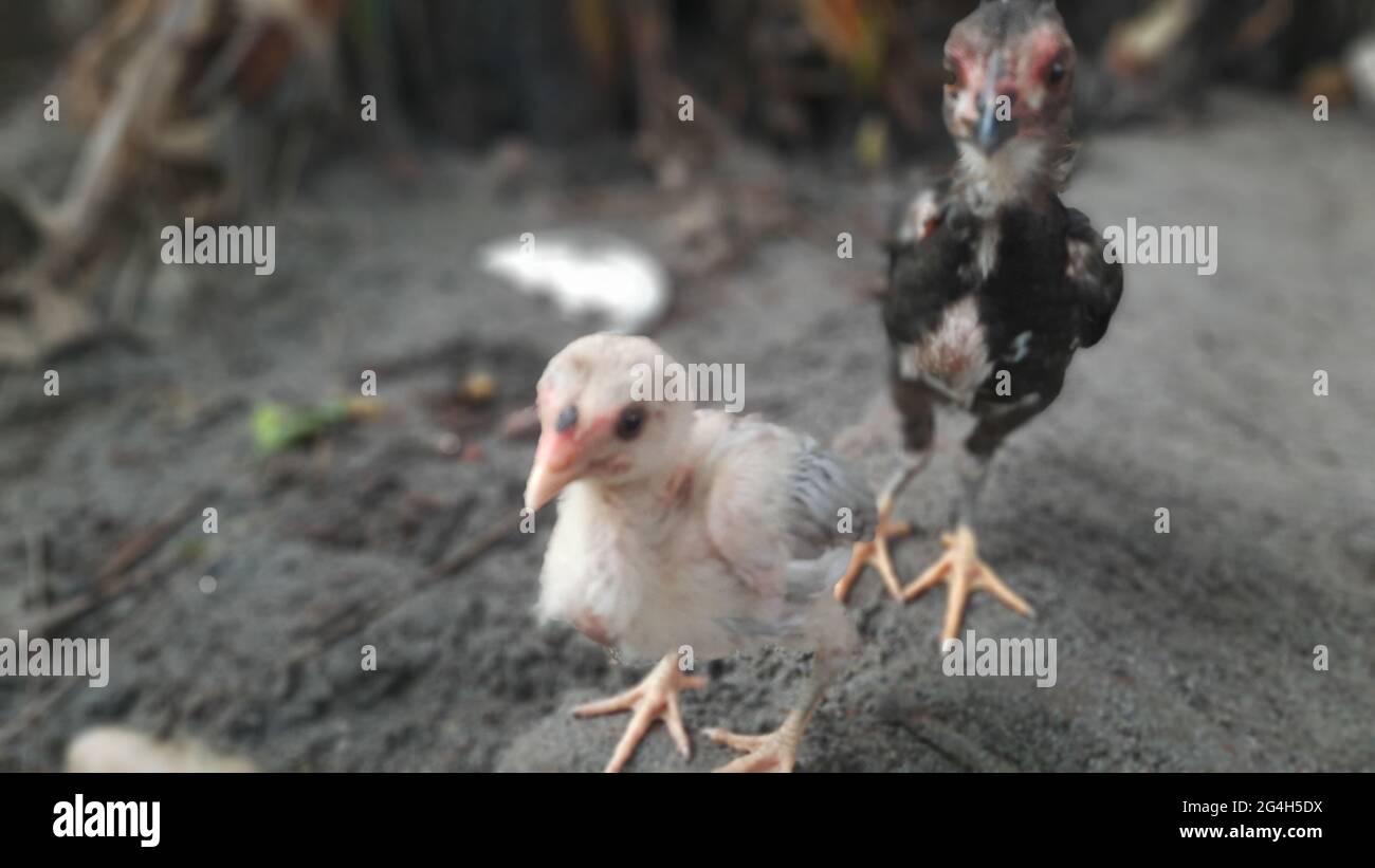 Poor young chicks looking sad in a bad sell stall on a birds market in ...