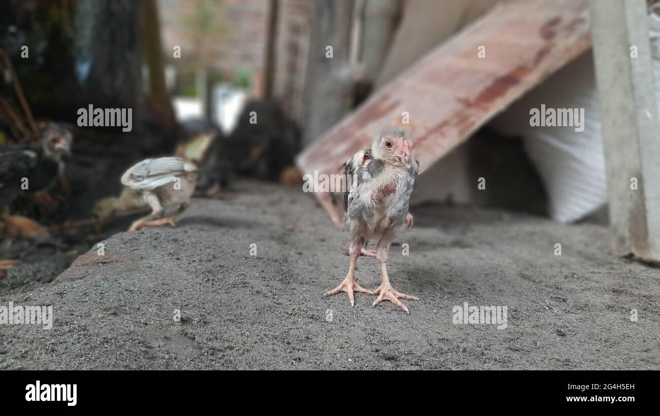 Poor young chicks looking sad in a bad sell stall on a birds market in ...