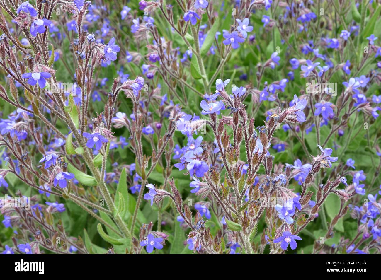 Anchusa arvensis, flowers, RHS Bridgewater gardens, Salford, Manchester ...