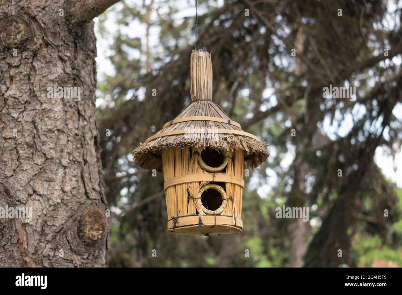 Hanging spruce hi-res stock photography and images - Alamy