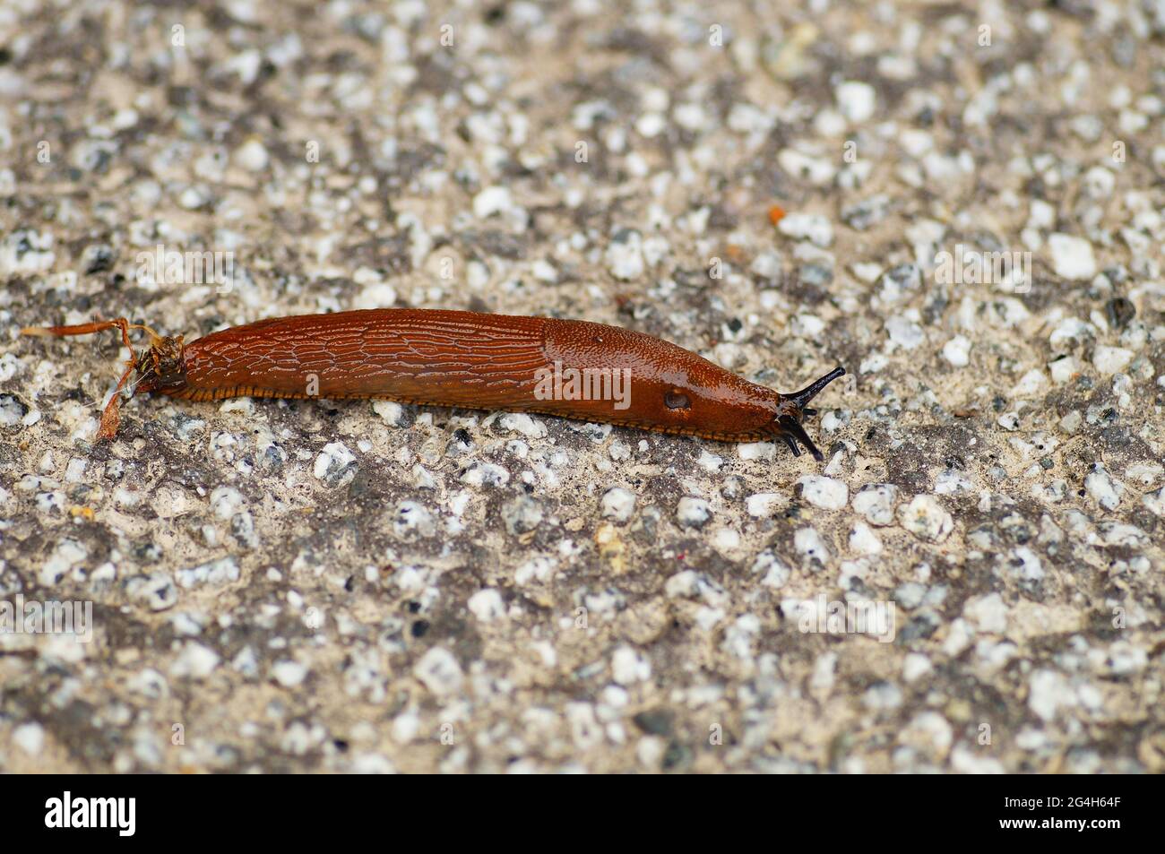 The Spanish slug spreads across Europe and is an invasive pest in ...