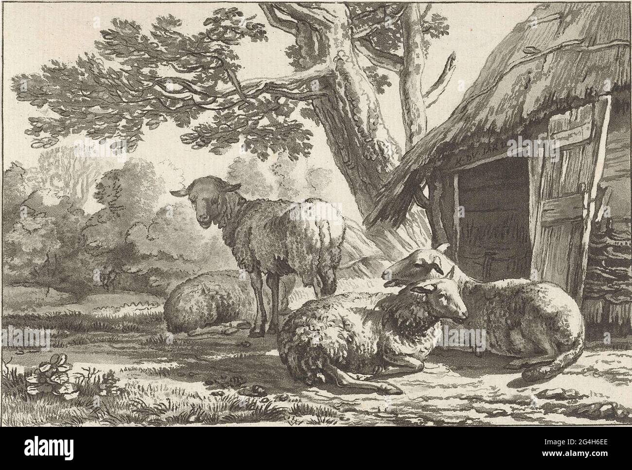 . Four sheep at the opened sheepfold Stock Photo - Alamy