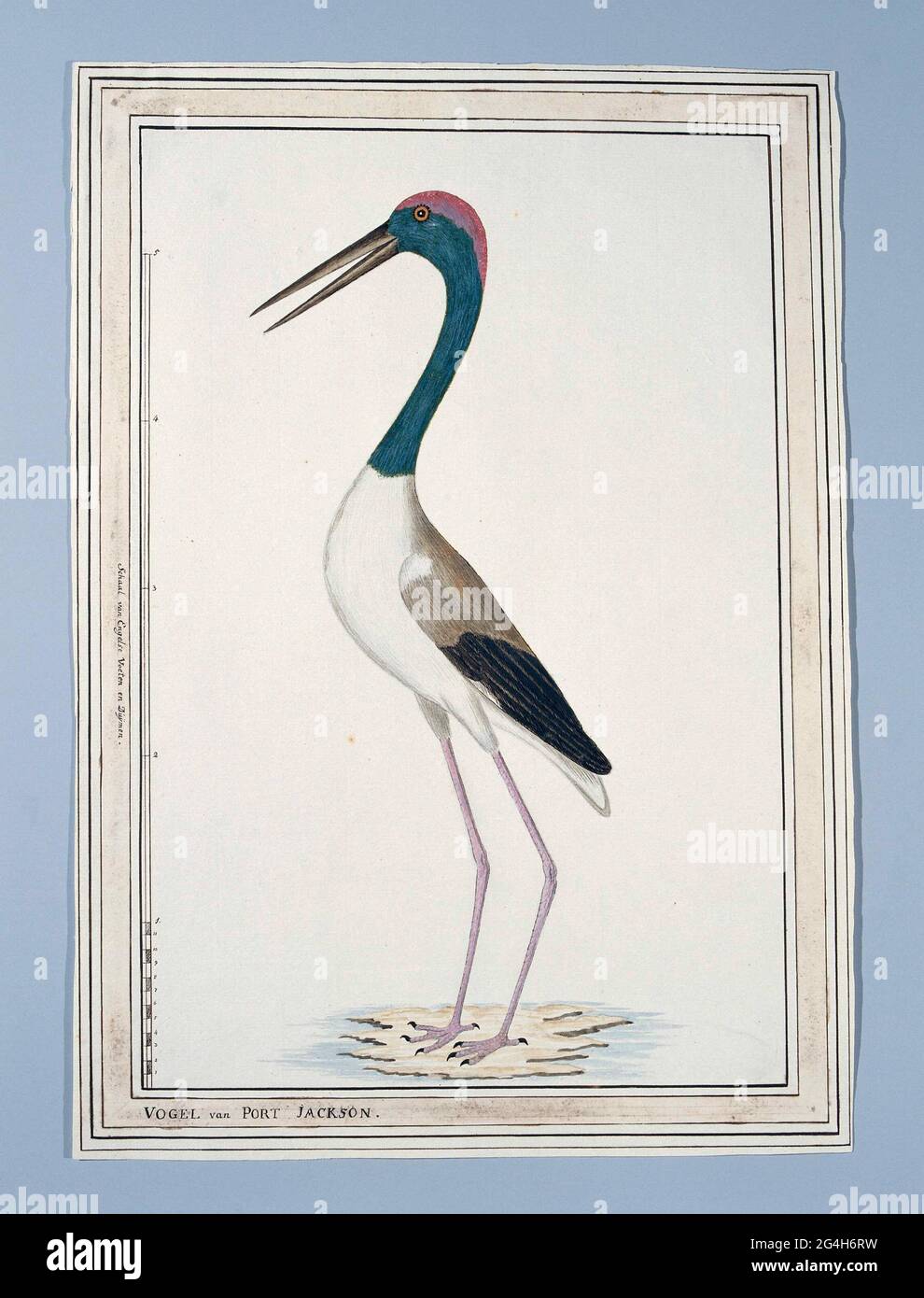 . Bird study: a black-necked stork, with scale in English sizes. The ...