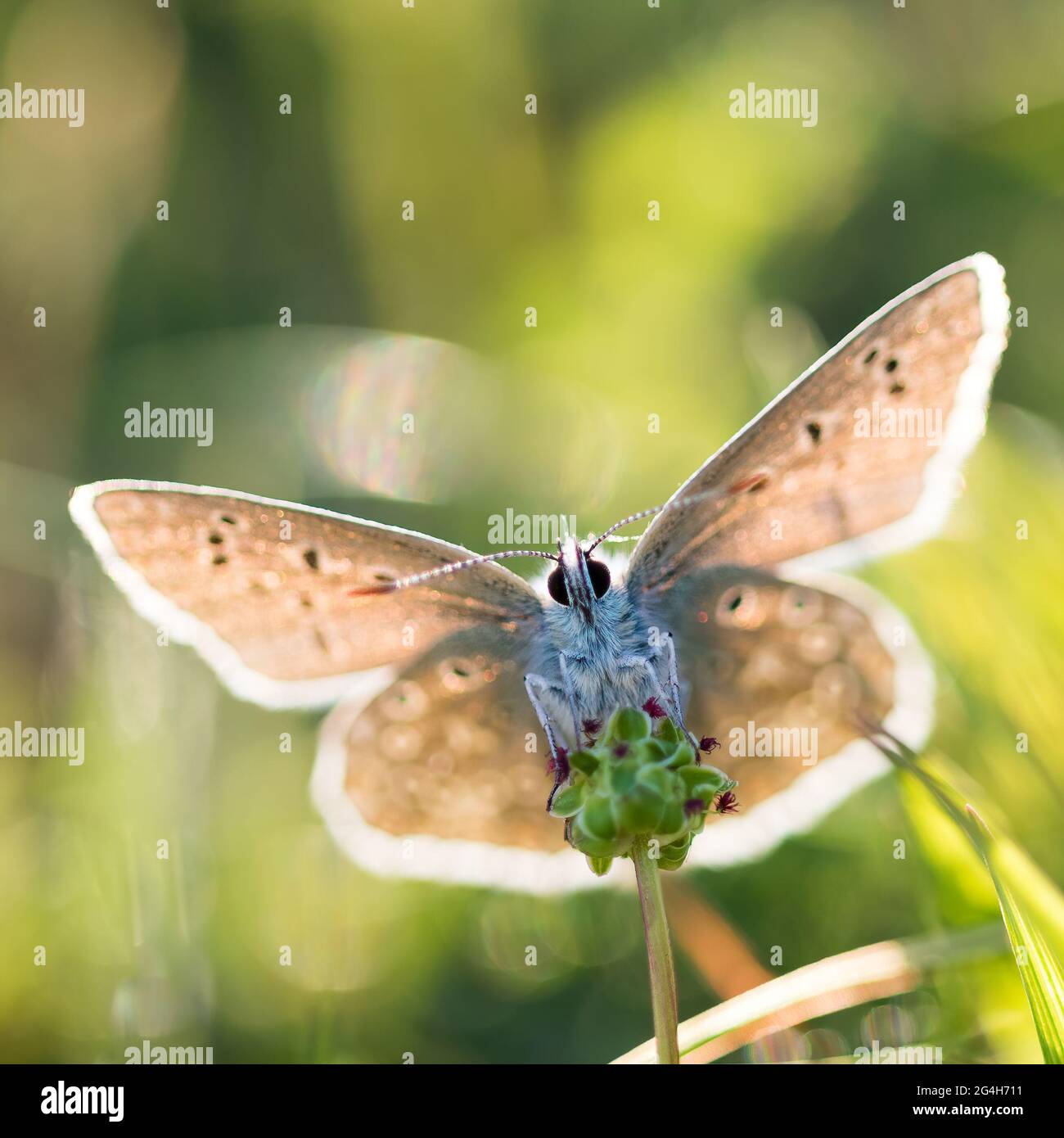 Gorgeous Common Blue Butterfly Stock Photo - Alamy