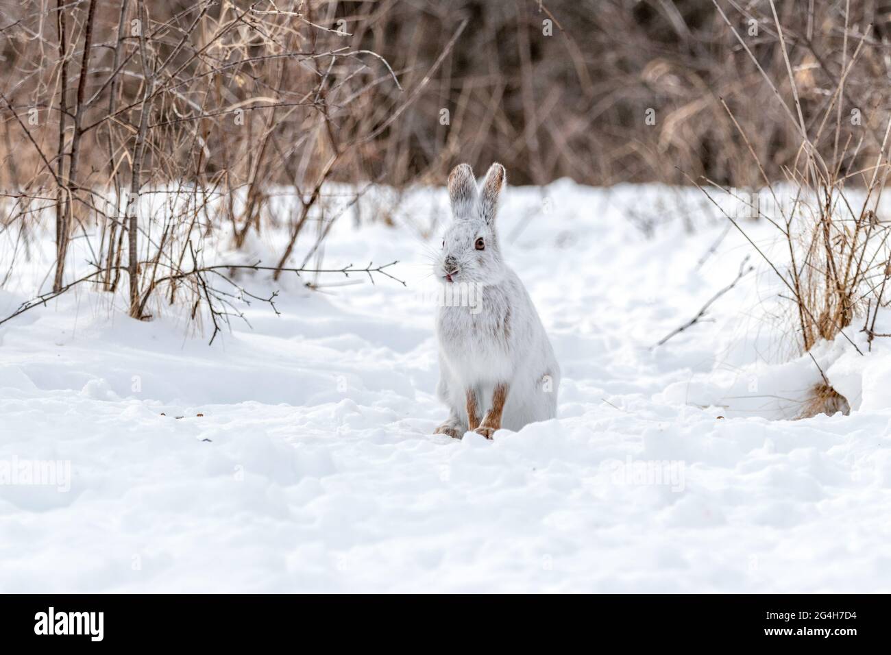 White snowshoe hare in the snow during a Canadian winter Stock Photo ...