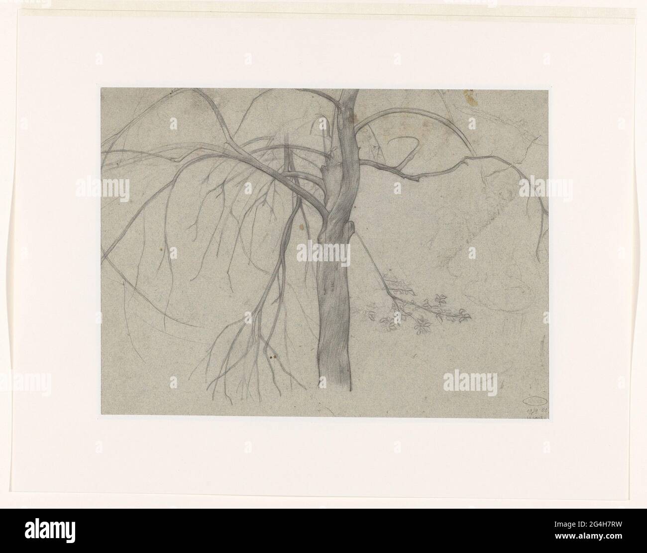 Study of a tree Stock Photo - Alamy