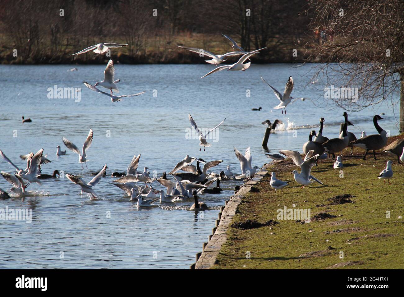Gulls and geese hi-res stock photography and images - Alamy