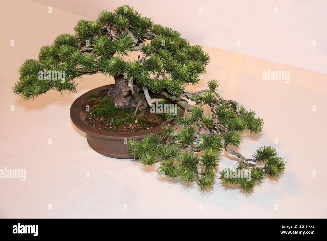 A Miniature Decorative Japanese Style Bonsai Tree Stock Photo - Alamy