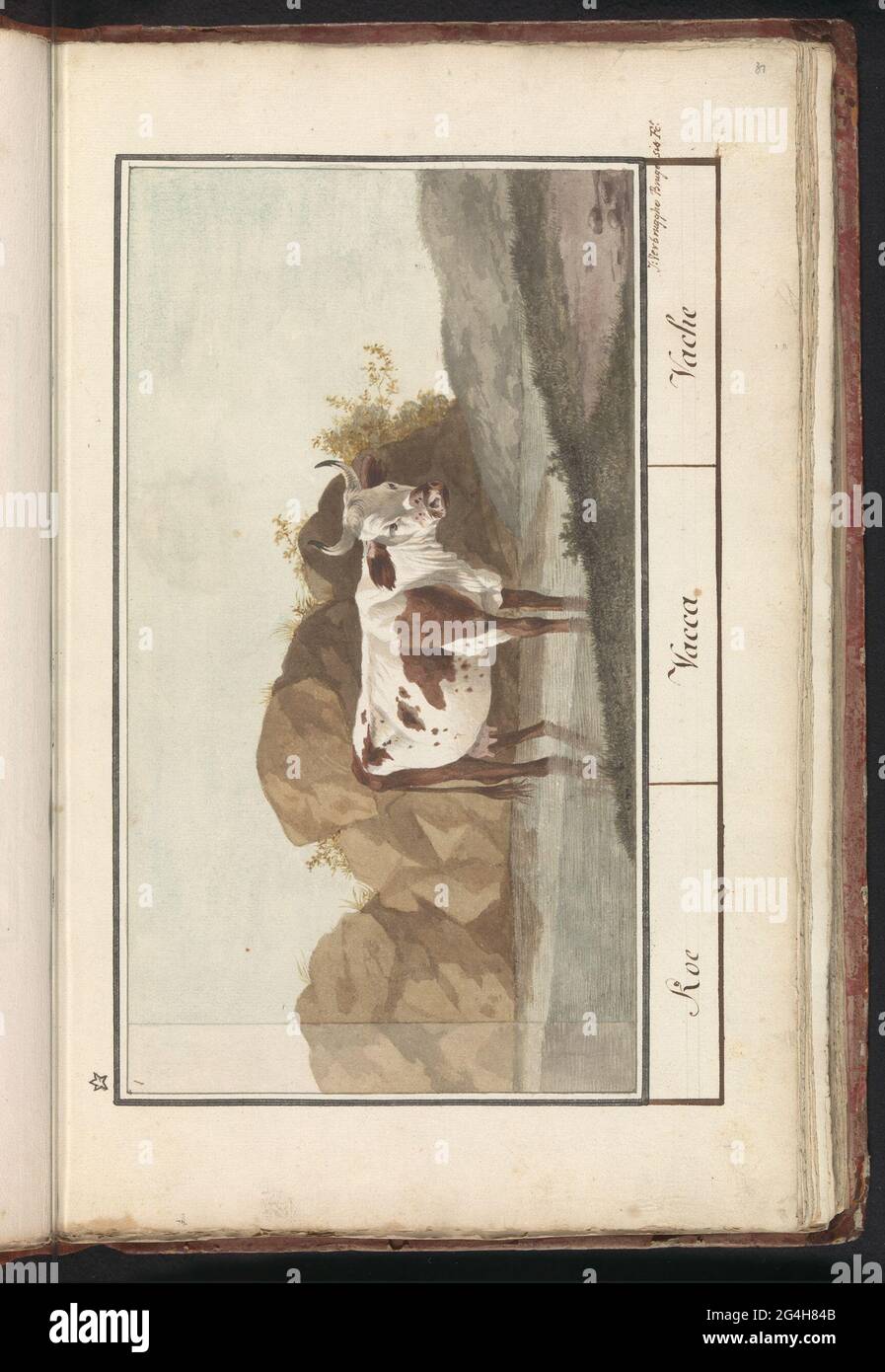 Cow (forest taurus); Cow. / Vacca. / Vache .. cow. Wading in the water ...