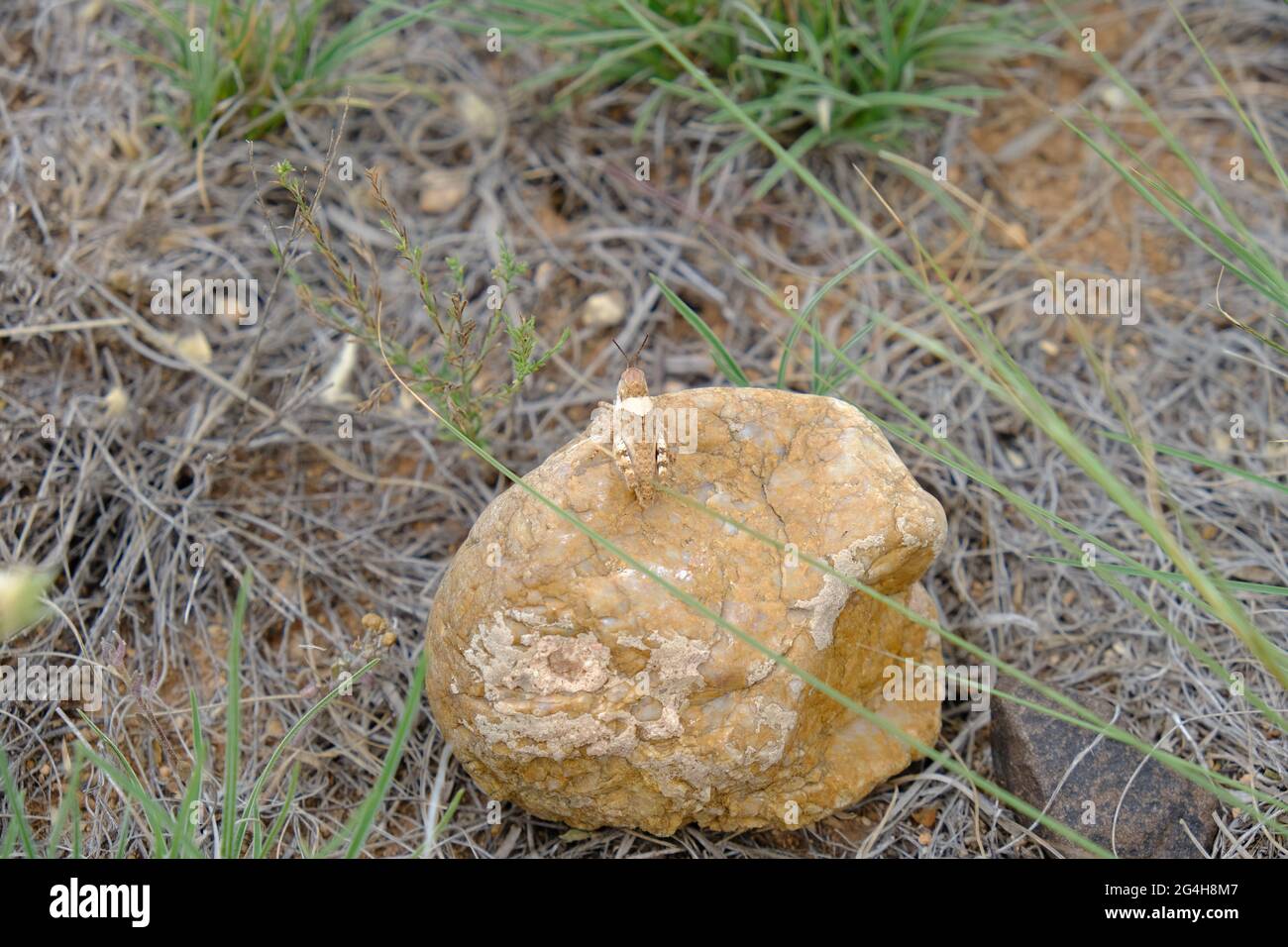 Texas grasshopper hi-res stock photography and images - Alamy