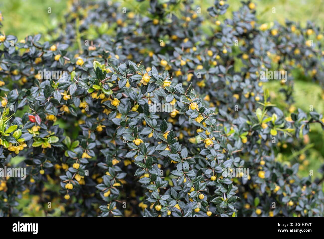 close-up of a spiny twig of a wintergreen barberry shrub with yellow ...