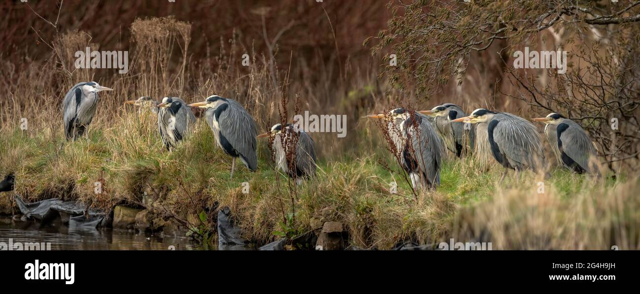 Herons uk winter hi-res stock photography and images - Alamy
