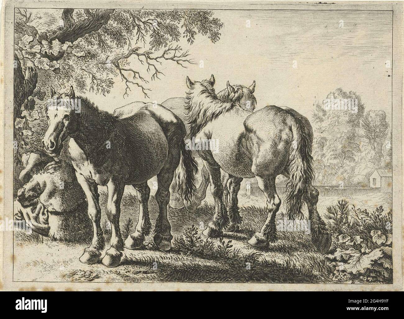Three horses resting in hi-res stock photography and images - Alamy
