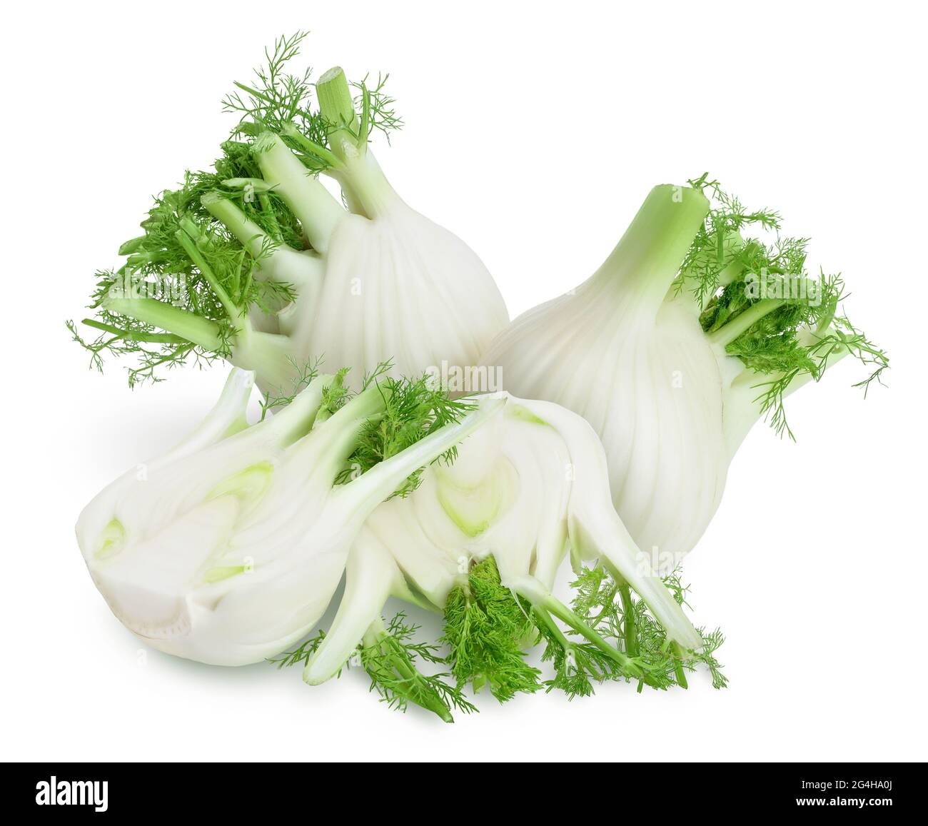 fresh fennel bulb with half isolated on white background with full ...