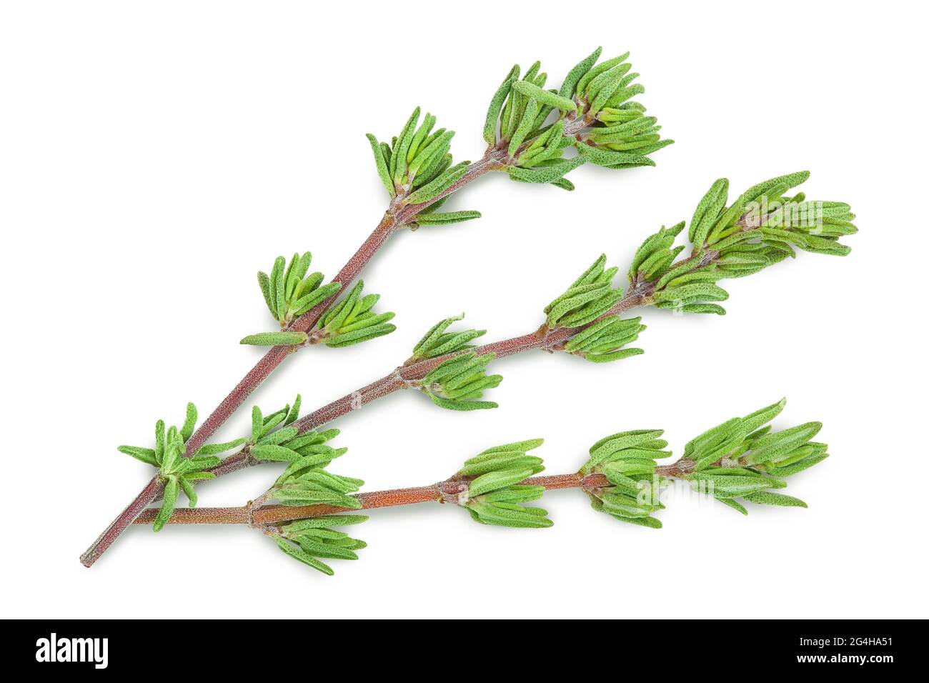 fresh thyme isolated on a white background with clipping path and full ...
