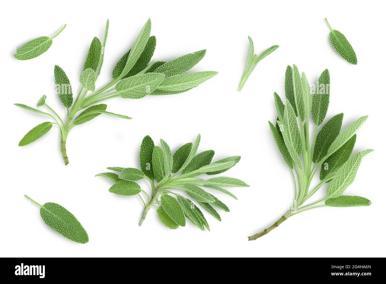 fresh sage herb isolated on white background with clipping path and ...