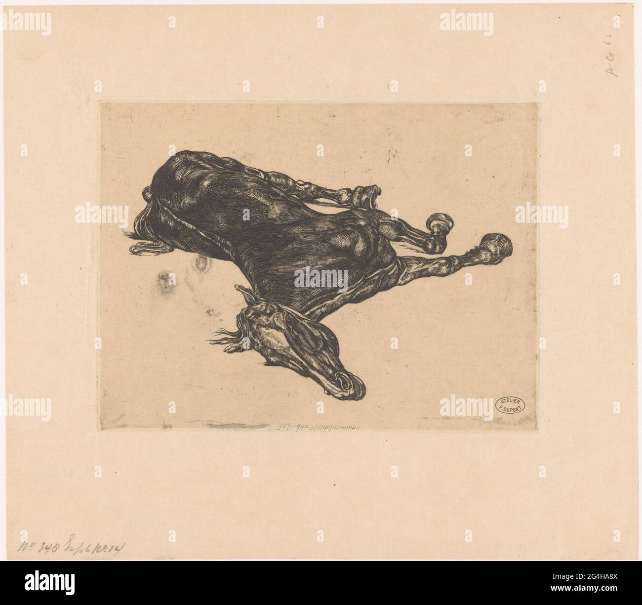 Dead horse Stock Photo - Alamy