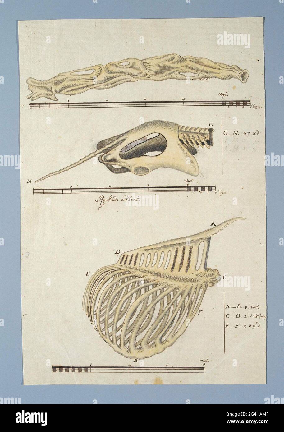 . Skeletal parts of a giraffe: the neck, the pelvis with the tail and ...