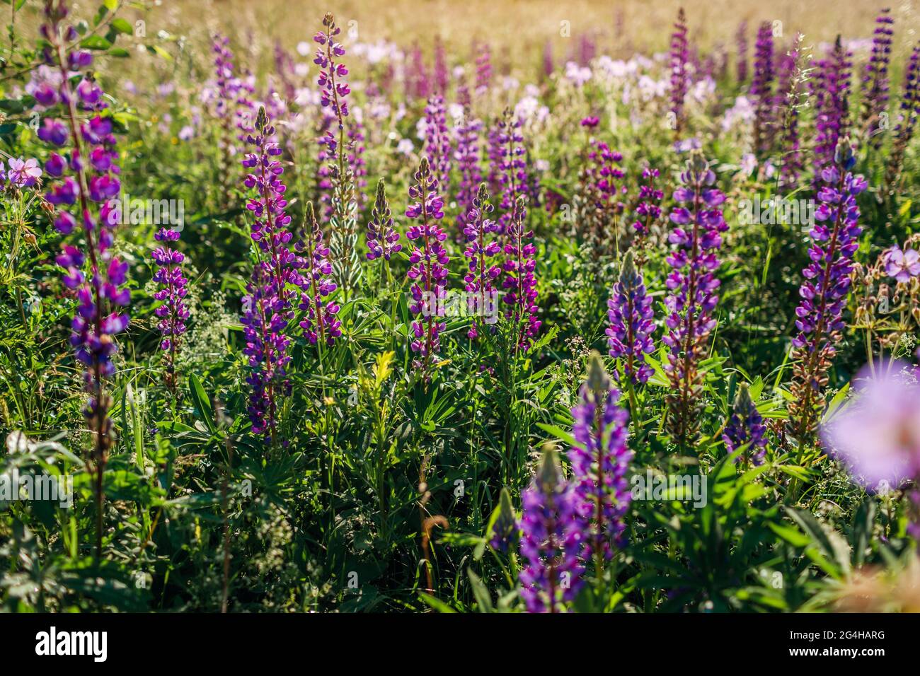 Purple lupin flowers spikes blooming in summer field. Landscape of ...