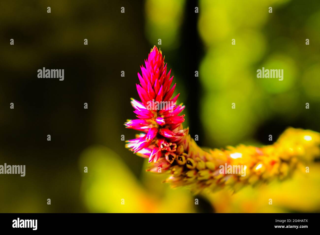 One long curved flamingo feathers blossom in purple white on blurred ...