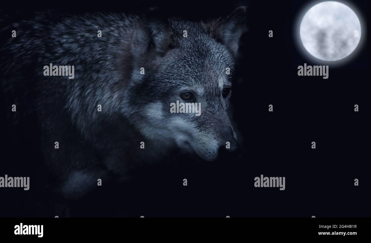 Wolf and full moon in the night Stock Photo - Alamy