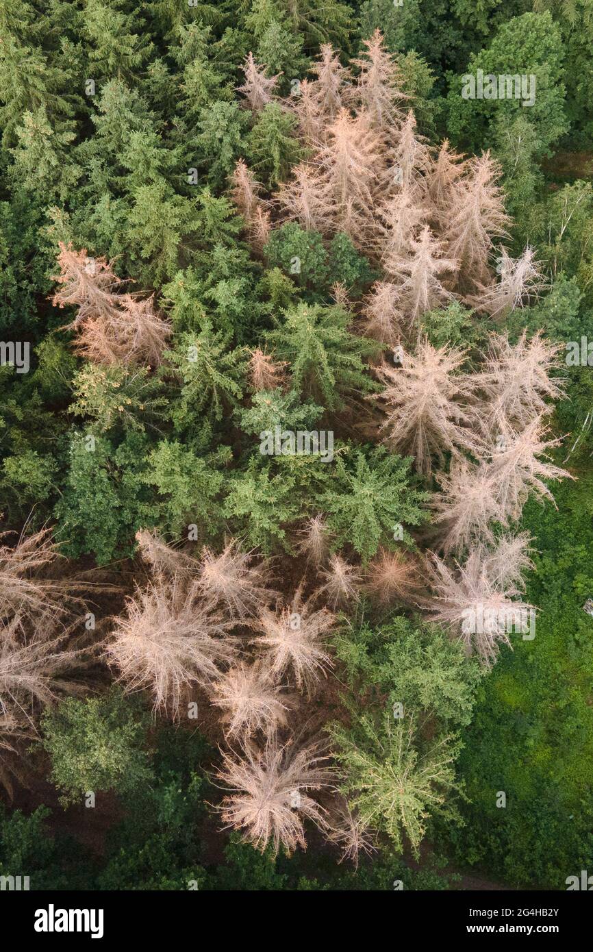 From bark beetle infested spruce forest hi-res stock photography and ...