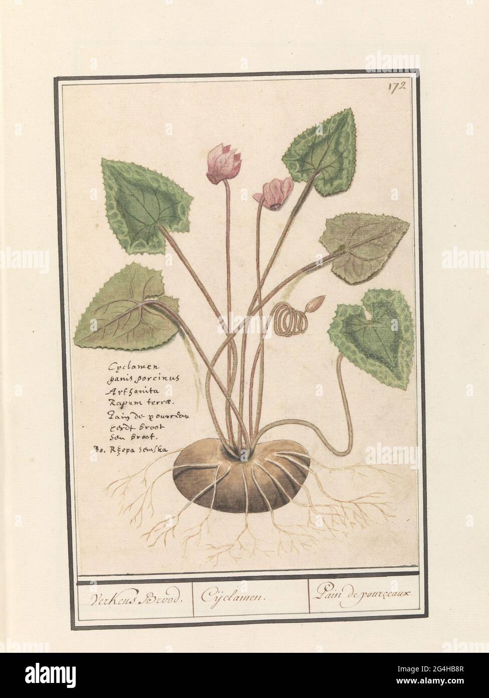 Cyclamen (cyclamen); DEKERS BREAD. / Cigs. / Pain De Pourceaux. Cyclama ...