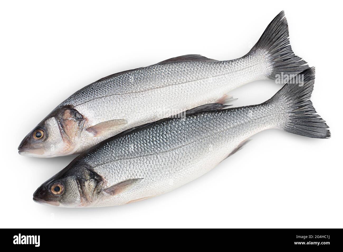 Sea bass fich isolated on white background with clipping path. Top view ...