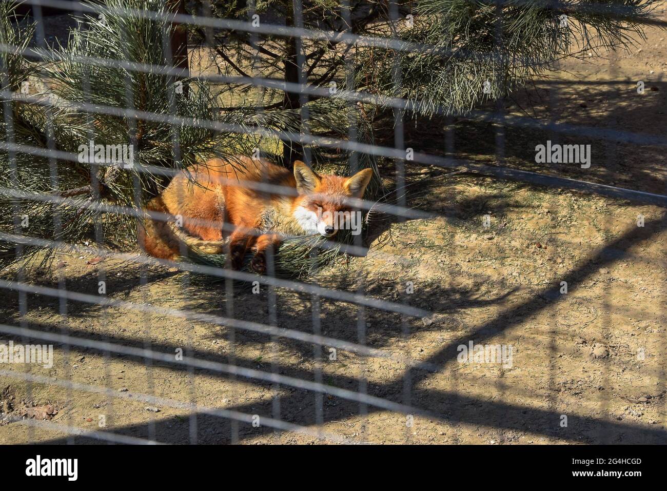 Fox lying down in the sun in enclosure Stock Photo - Alamy
