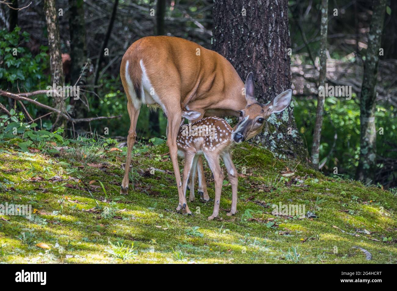 Newborn Baby Deer And Mother