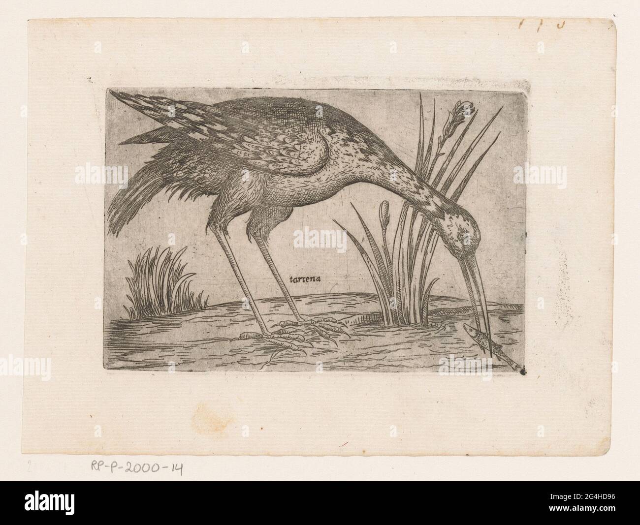 Bird; Tartena; Birds. A bird with high legs, to the right, a fishing ...