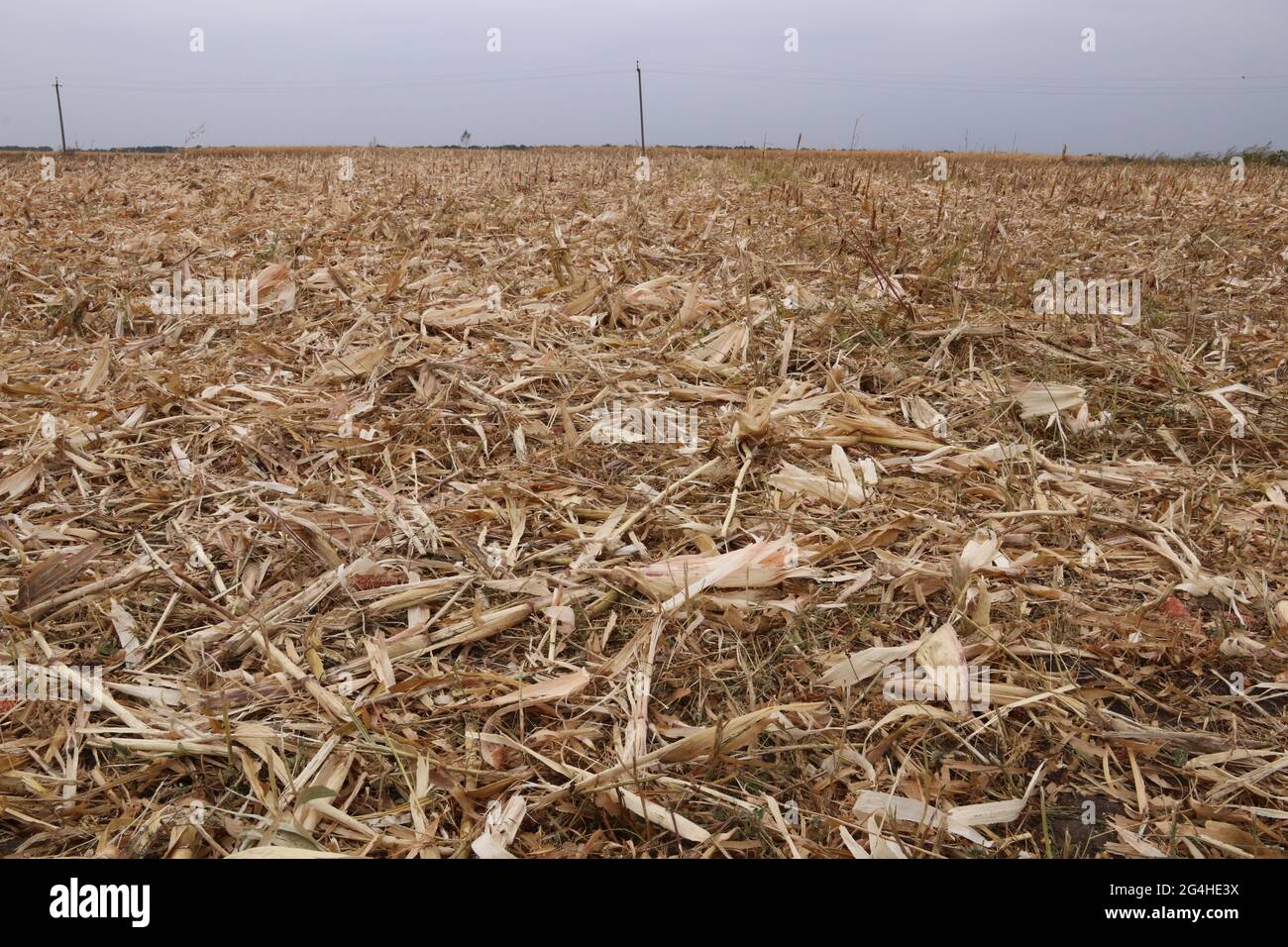 Agricultural field after harvesting corn. On the field are the remains ...