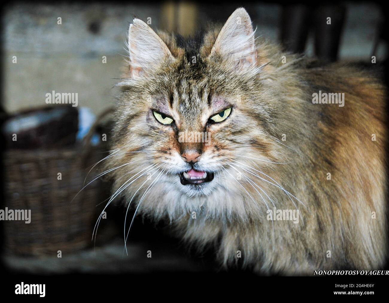 Alamy discoverability hi-res stock photography and images - Alamy