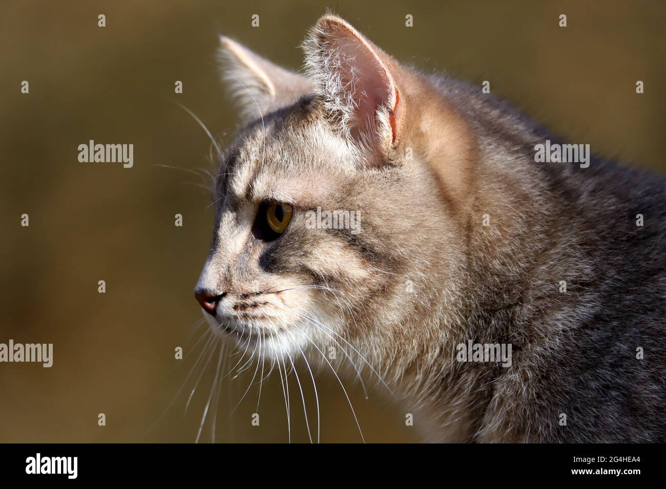 Cat Meow on fire Stock Photo - Alamy