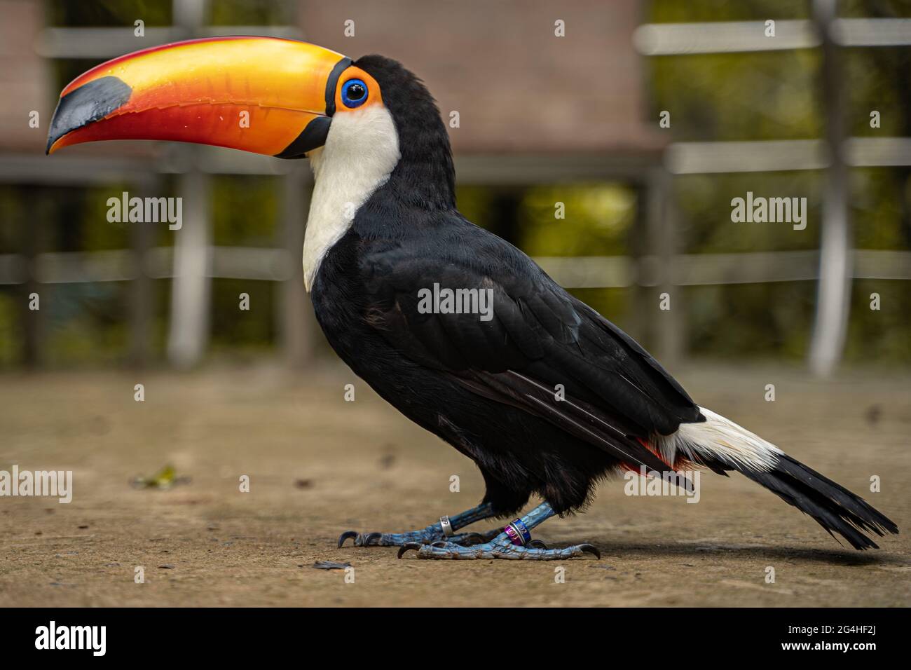 Brazilian toucan bird with black feathers and long beak in green ...
