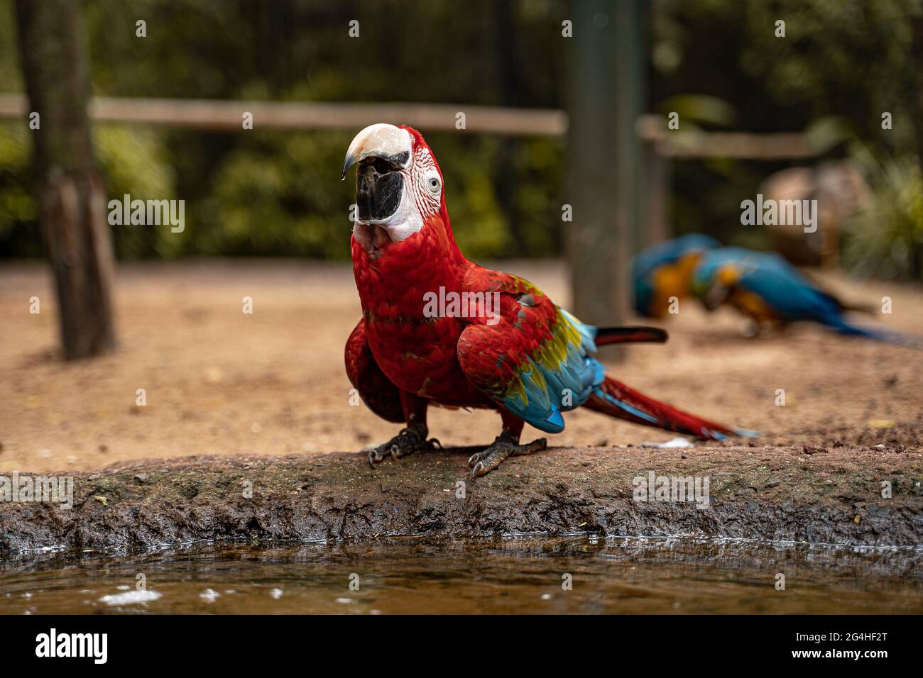 Brazilian red macaw bird drinking water Stock Photo - Alamy