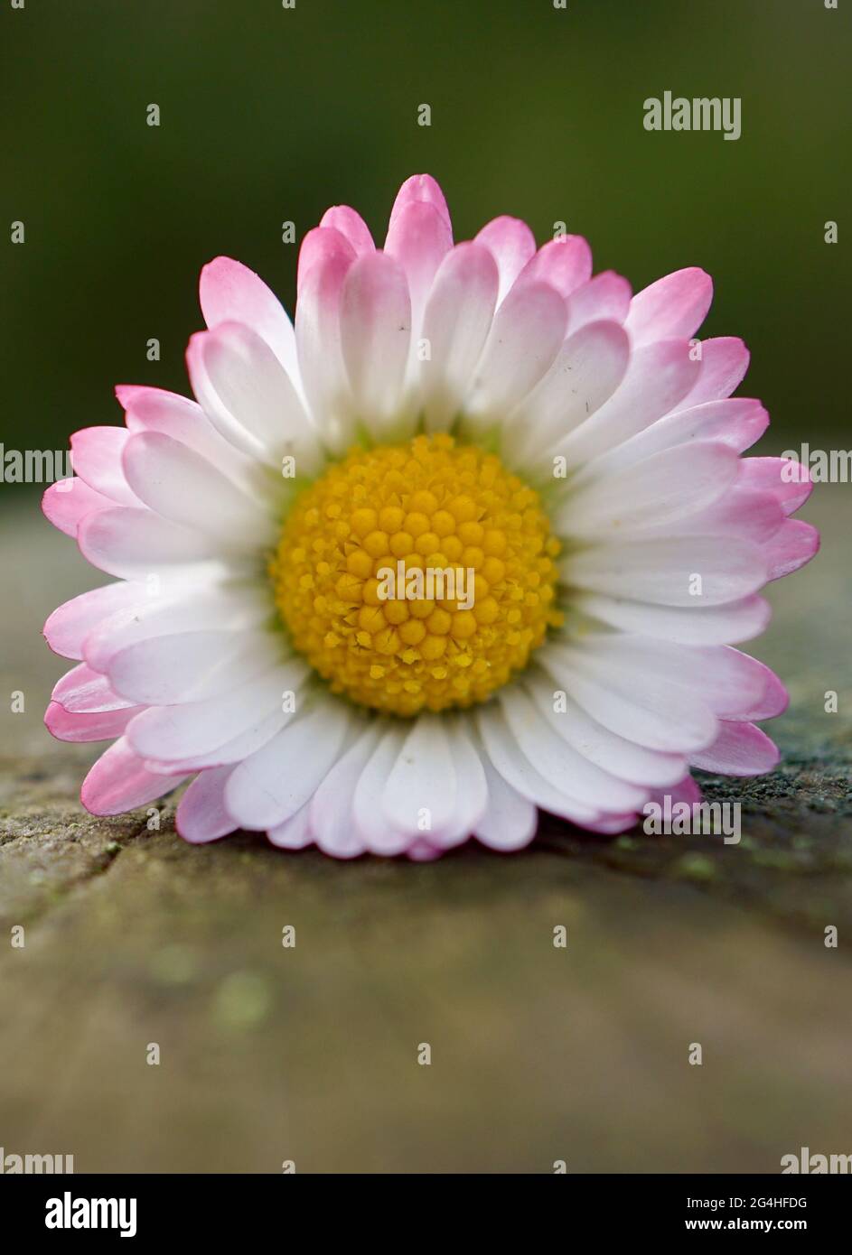 Pink edges hi-res stock photography and images - Alamy