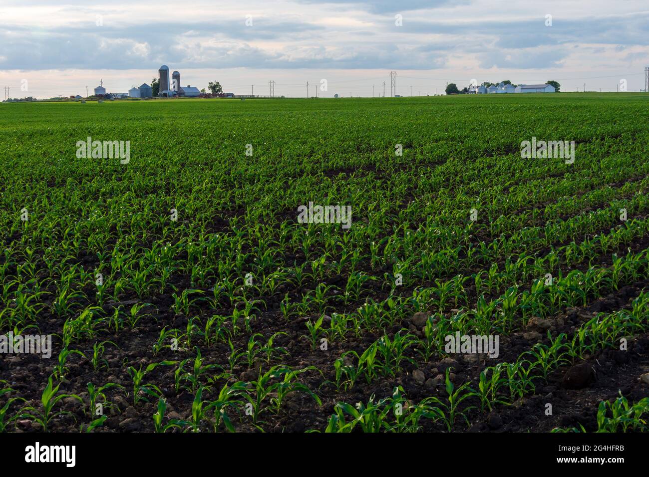 Rows of spring corn sprout in a farm field with distant farm buildings ...