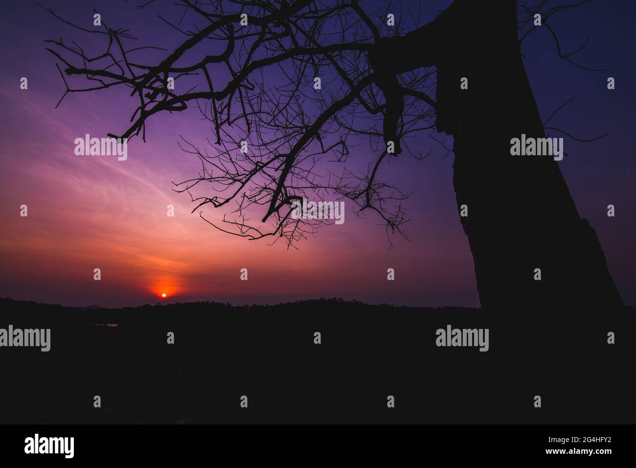 Lone oak tree sunrise in hi-res stock photography and images - Alamy