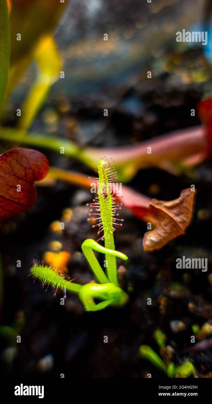 Carnivorous plant, Drosera capensis Stock Photo - Alamy