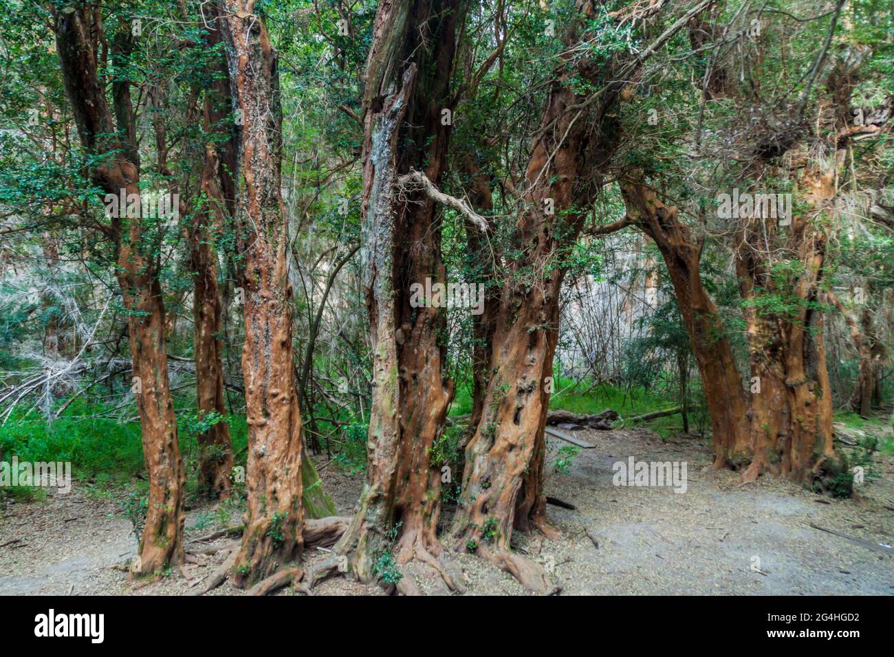 Arrayan tree hi-res stock photography and images - Alamy