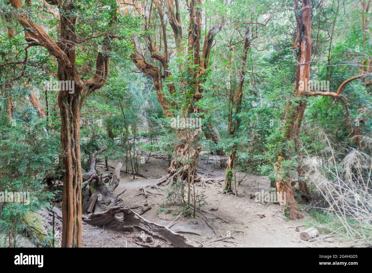 Arrayan tree hi-res stock photography and images - Alamy