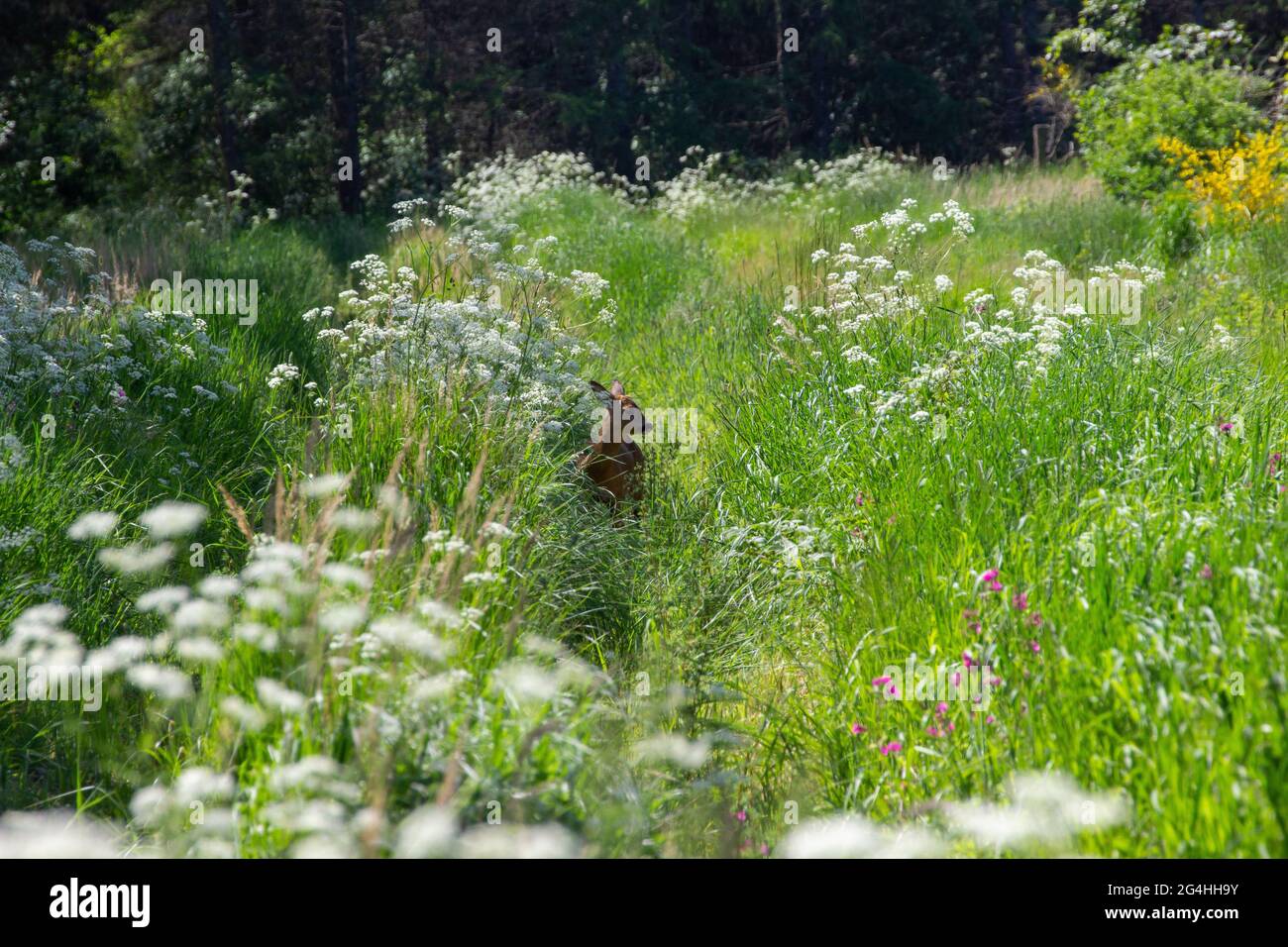 A deer in summer landscape with a field of grass Stock Photo - Alamy