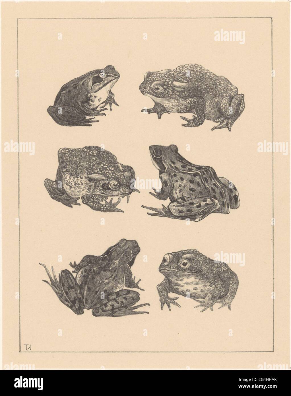 Six frogs and toads; Animal studies Stock Photo - Alamy