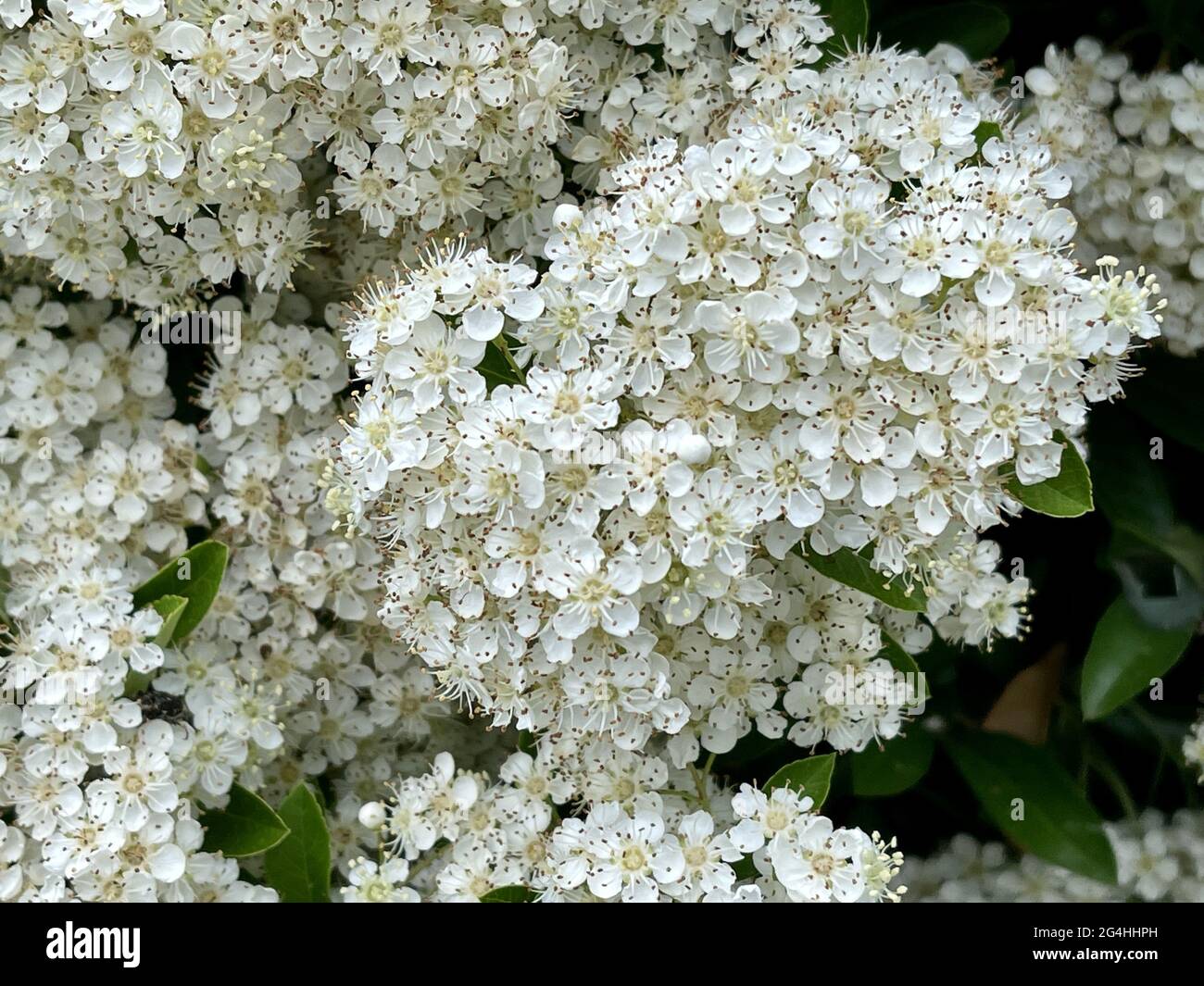 Closeup shot of the white scarlet firethorn flowers on a blurred ...
