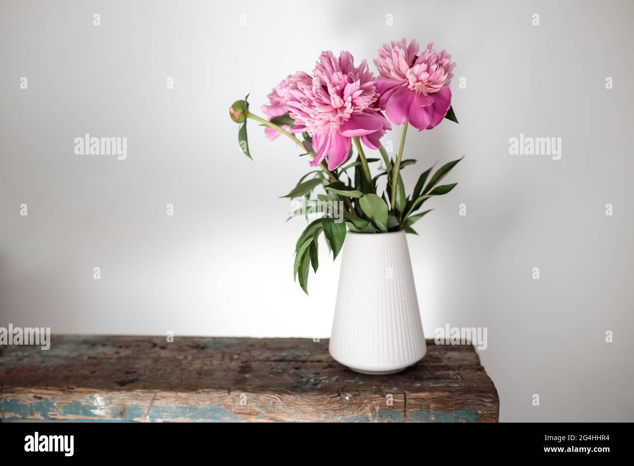Red, pink peonies in a white vase on an old bench against a white wall ...