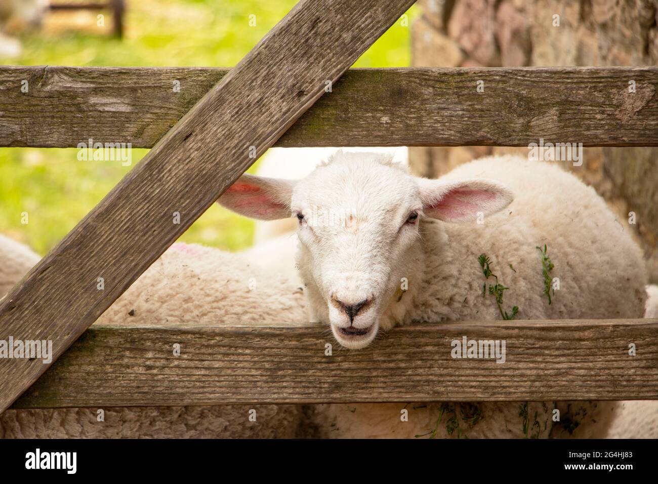 Lambs with gate hi-res stock photography and images - Alamy